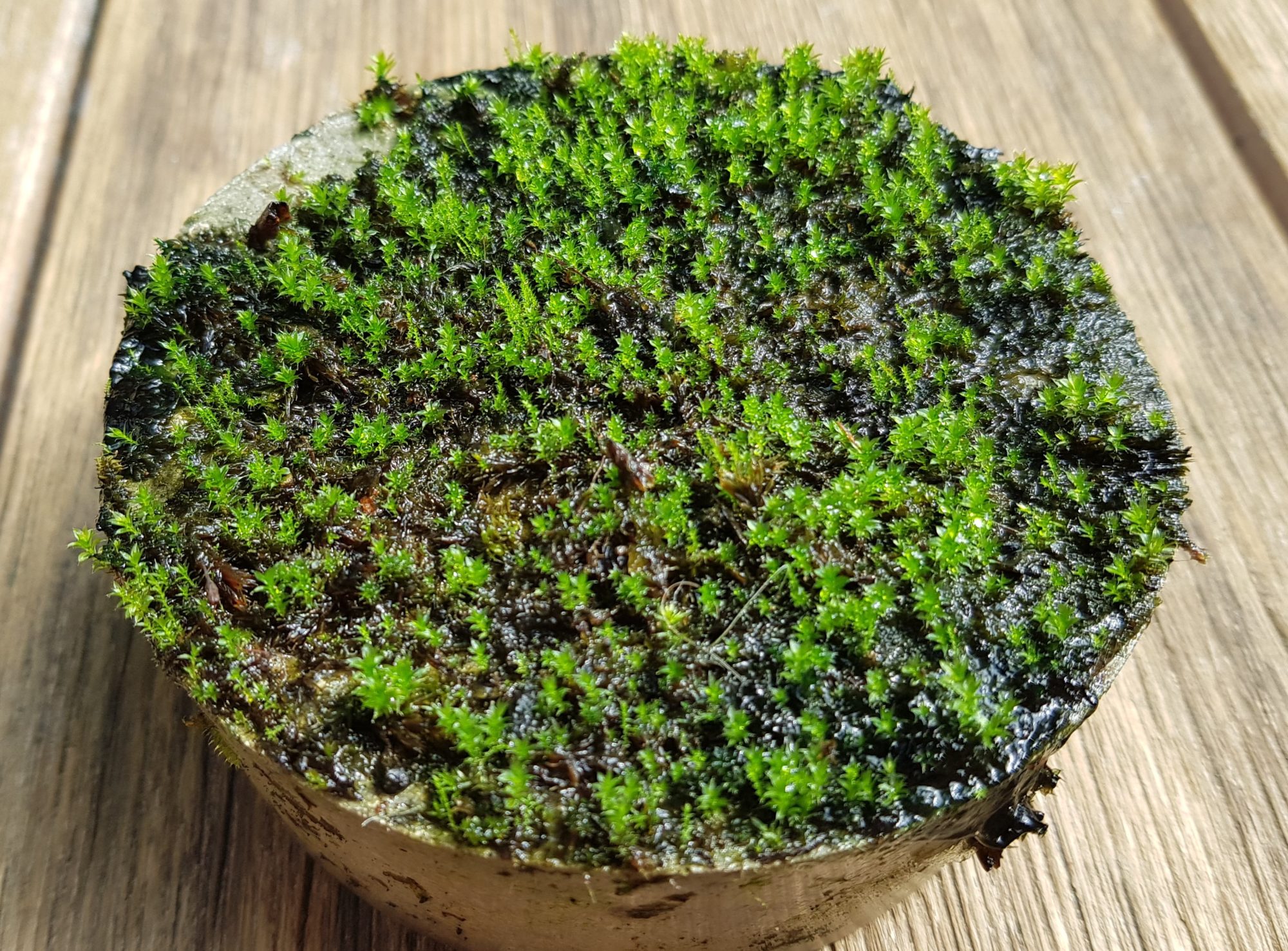 Respyre - Thematische Technologie Transfer